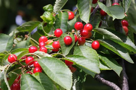 1 Wild Cherry Tree 3 4ft Stunning Blossom Edible Cherries And Wild Bird