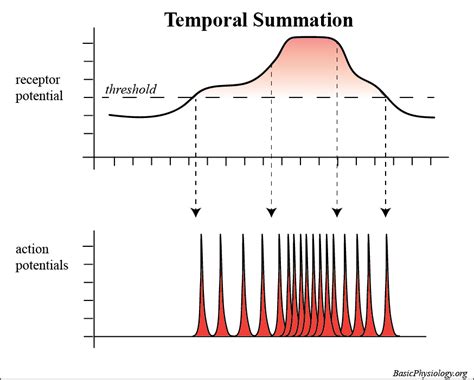 H31 Sensory Receptors