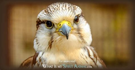 Falcon Symbolism And Meaning Spirit Totem And Power Animal