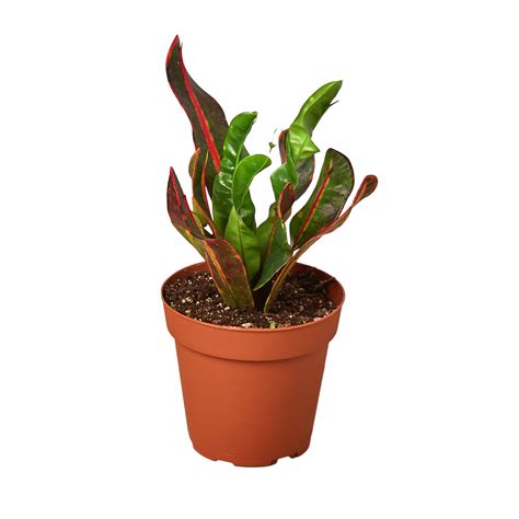 Croton Mammy Houseplant — The Zen Succulent Low Maintenance