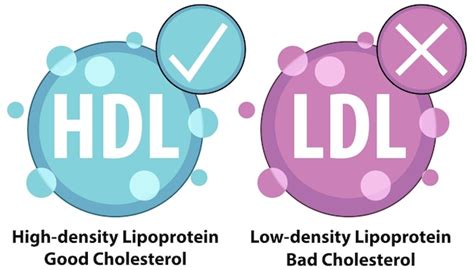 Understanding HDL and LDL Cholesterol เวกเตอรฟร