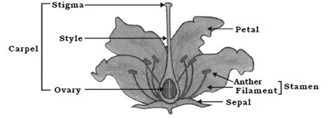 OMTEX CLASSES Draw A Well Labelled Diagram Of Longitudinal Section Of