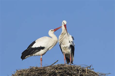 Same Sex Stork Couple Filmed Caring For Each Others Eggs After Mating