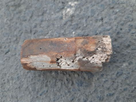 Anobium Punctatum Woodworm Anobium Punctatum