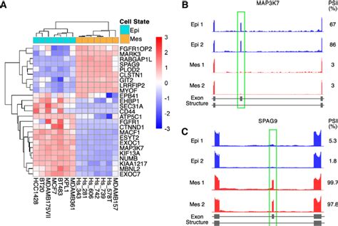 Detection Of The As Signature In The Ccle Data Set A Heat Map Of The