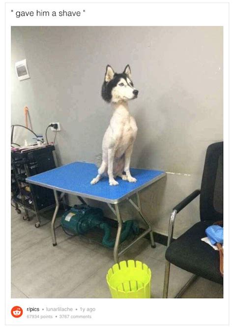 Photo Of Shaved Husky Goes Viral Sparks Controversy