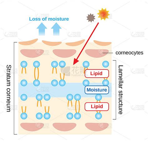 Structure Of Stratum Corneum And Lamellar Structur