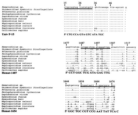 Target Regions In The 18S RRNA Gene For A Generic Primer Univ F 15 Download Scientific