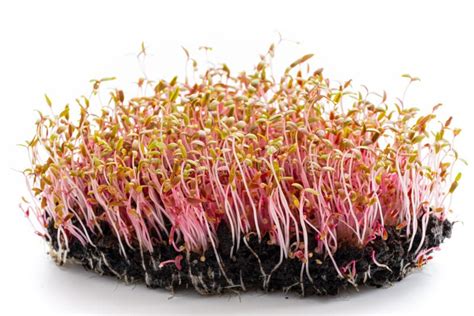 Amaranth Microgreen Close Up Red Amarant Shoots Sprout From Soil Stock