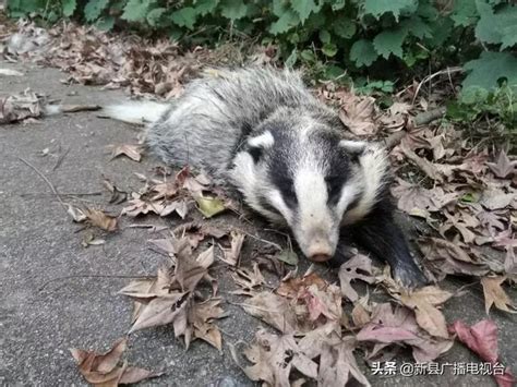 國家三有保護動物豬獾 每日頭條