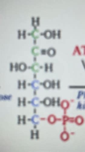 Glycolysis Structures Full Flashcards Quizlet