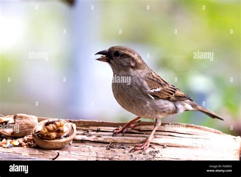 Sparrow Robin Redstart Great Tit Crested Tit Manger Beak