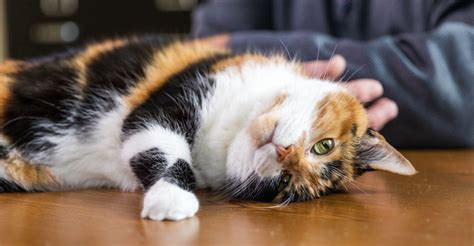 Everything You Need To Know About Spayingneutering Your