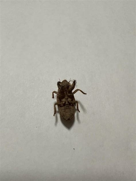 Found This Almost Perfectly Intact Bug Shell Hanging On A Tree In My