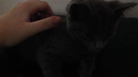 Kitten Purrs And Meows YouTube