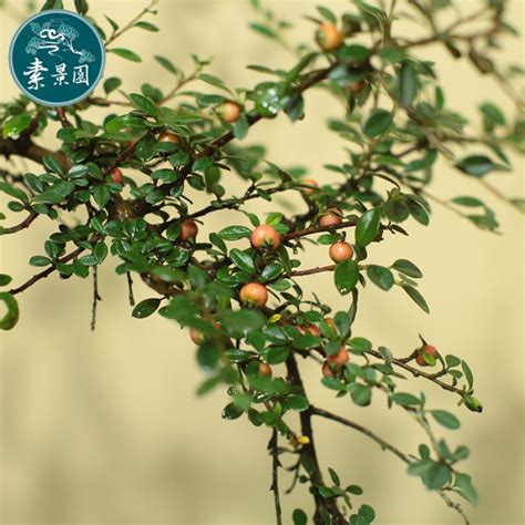 白花荀子盆景图片 白花荀子图片 白花大果荀子盆景 第12页 大山谷图库