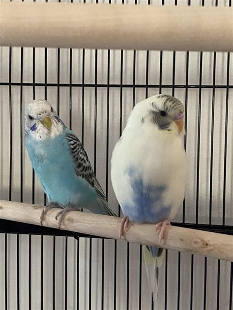 Please Can Someone Help Me Determine The Sex Of Our Two New Budgies I