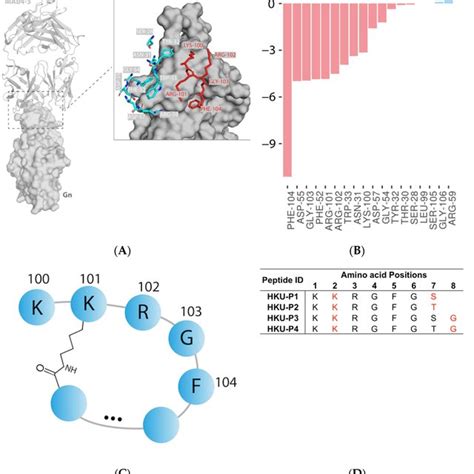 Antibody Based Cyclic Peptide Design Strategy A Structural