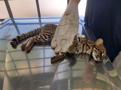 VÍDEO Gato do mato é resgatado pela PM Ambiental em Guará