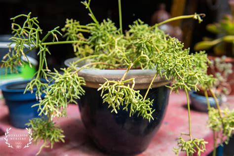 Rhipsalis Cereuscula ‘coral Cactus ‘rice Cactus Uk Grown Trailing