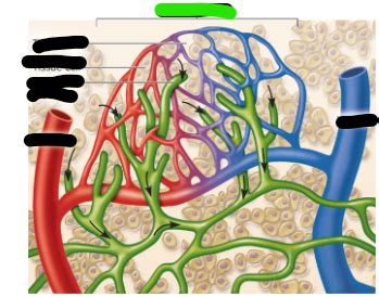 Lymphatic System Lecture Flashcards Quizlet