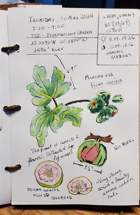 Nature Journaling Tohono Chul