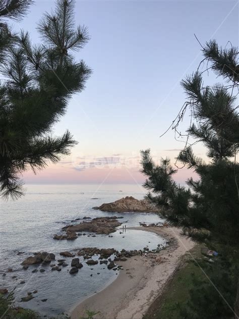 소나무 바다 해변 바위 모래사장 사진이미지일러스트캘리그라피 Mmsummeryam작가