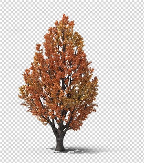 عکس Png درخت پاییزی گرافیک با طعم تربچه