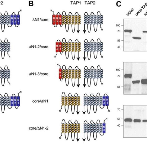 Expression Of Tap Variants In Insect Cells A Schematic Diagrams Of