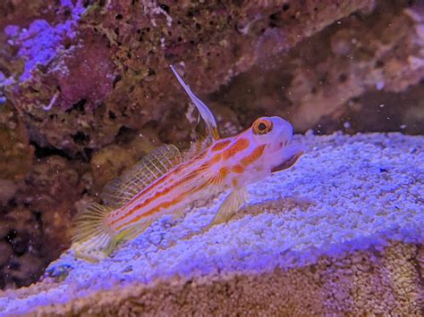 Yasha Shrimp Goby Mouth Hanging Open Reef2reef