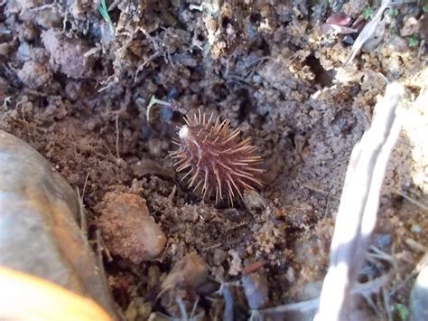 オナモミの種を蒔いてみる Kの鉱物採集記録＋α