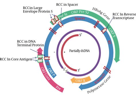 schematic diagram of rare codon clusters in hepatitis b virus genome