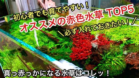 水草水槽に入れておきたい！赤色水草、初心者にもおすすめ5選 新宿のada特約店、ネイチャーアクアクアリウム立ち上げ、水草水槽の作り方、水草の