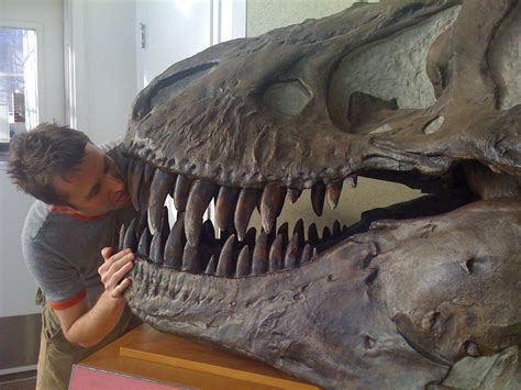 Real T Rex Skull Whyquest