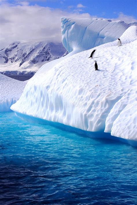 Gentoo Pinguine Auf Einem Eisberg Stockfoto Bild Von Himmel Weltweit