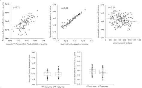 Podocyte Markers Displaying High Intra Individual Correlation The Download Scientific Diagram