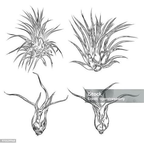 손으로 그린 선인장 세트입니다 사막의 이국적인 식물 Succulents 컬렉션입니다 벡터입니다 가시에 대한 스톡 벡터 아트 및