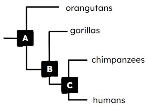 Common Ancestors And Transitional Species Higher Aqa Ks4 Y10 Biology