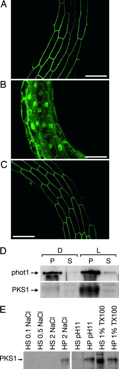 Phytochrome Kinase Substrate 1 Is A Phototropin 1 Binding Protein