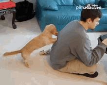 Scratch Running GIF Scratch Running Cat Discover Share GIFs