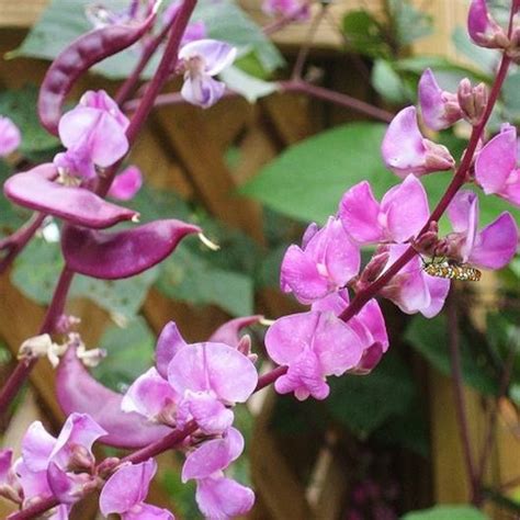 Dolichos Lablab Hyacinth Lablab Indian Bean X 10 Ole Lantana Seed
