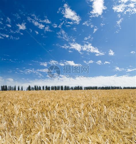 蓝色天空下的小麦田面积小麦农村国家培育植物地面草地农场粮食季节高清图片下载 正版图片321745141 摄图网