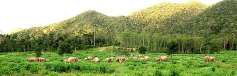 Giornata Mondiale Dell Elefante Un Alleanza Per Salvare La Specie Luce