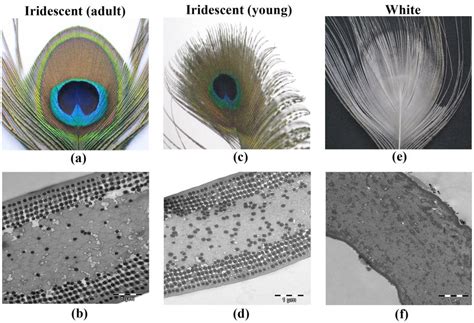Structural Characterization Of Peacock Tail Feathers Color