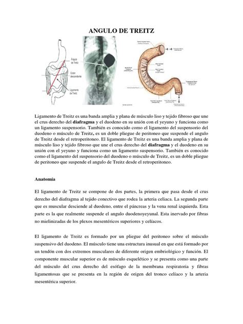 Angulo De Treitz Pdf Músculo Sistema Digestivo