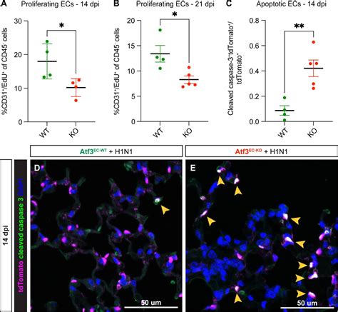 Figures And Data In Atf3 Defines A Population Of Pulmonary Endothelial