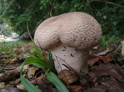 Premium Photo Calvatia Craniiformis
