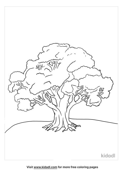 Oak Trees Coloring Pages Coloring Home