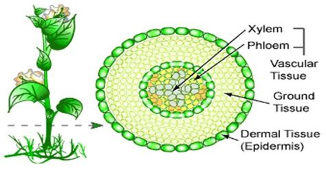 Ground Tissue In Plants