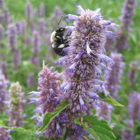Anise Hyssop Seedlings Hudson Valley Seed Company